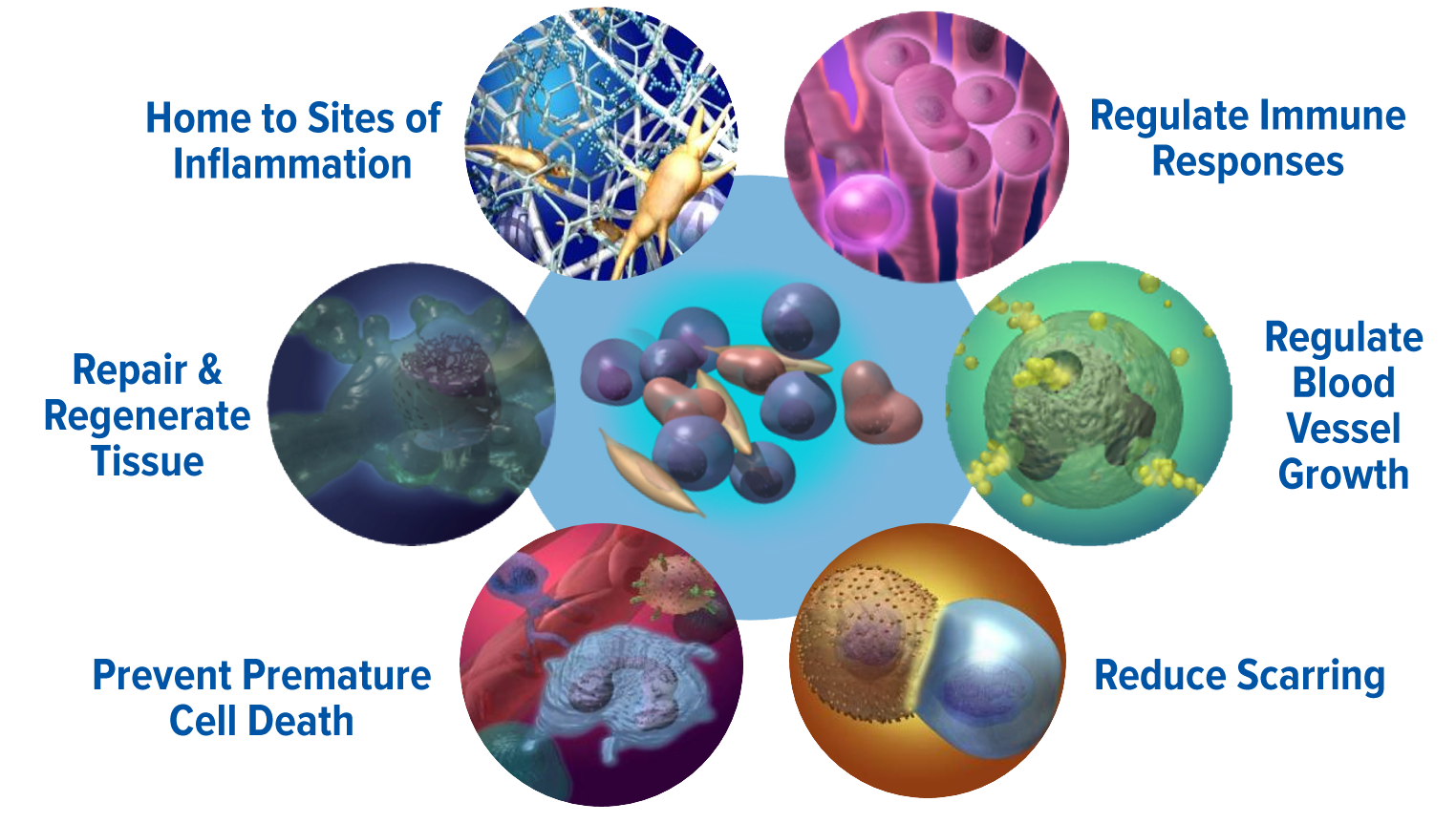 Health First: Adult Stem Cell