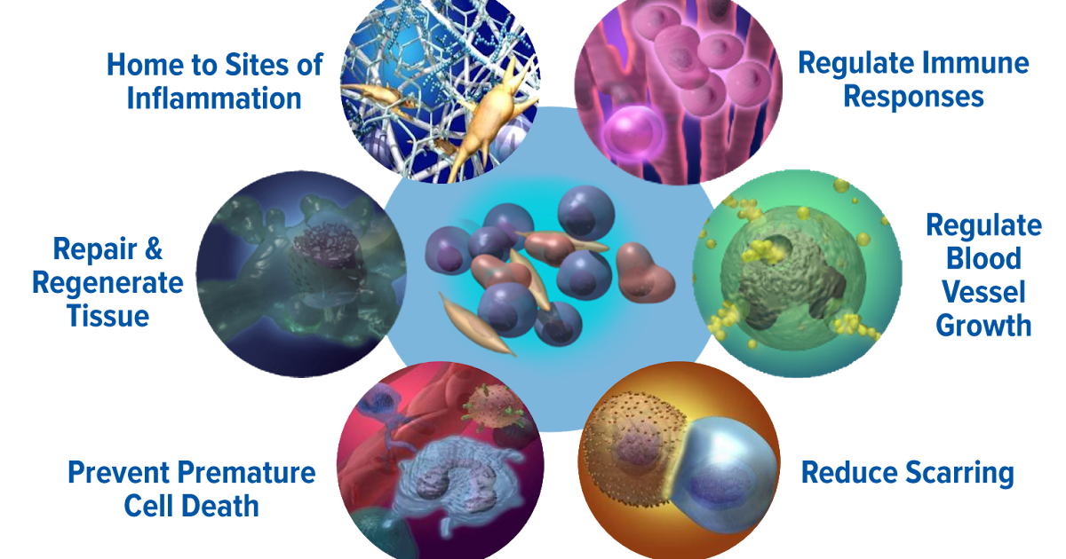 Health First: Adult Stem Cell