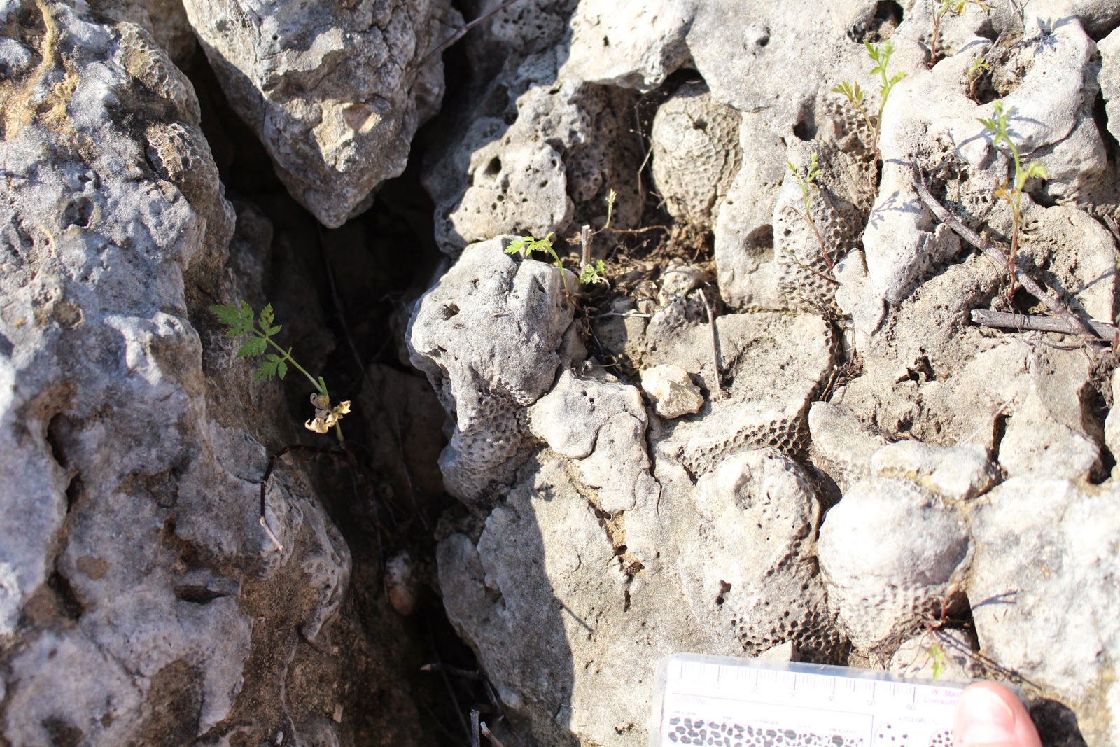 Finding Fossils...: Fossil Reefs around Austin