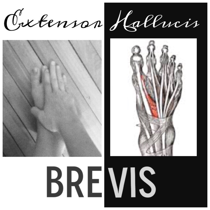 The Hip Joint: Extensor Hallucis BREVIS - anterior lower leg