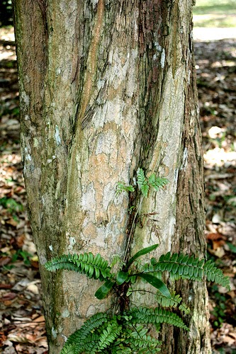 BUAH KULIM: Apa Itu Buah Kulim?