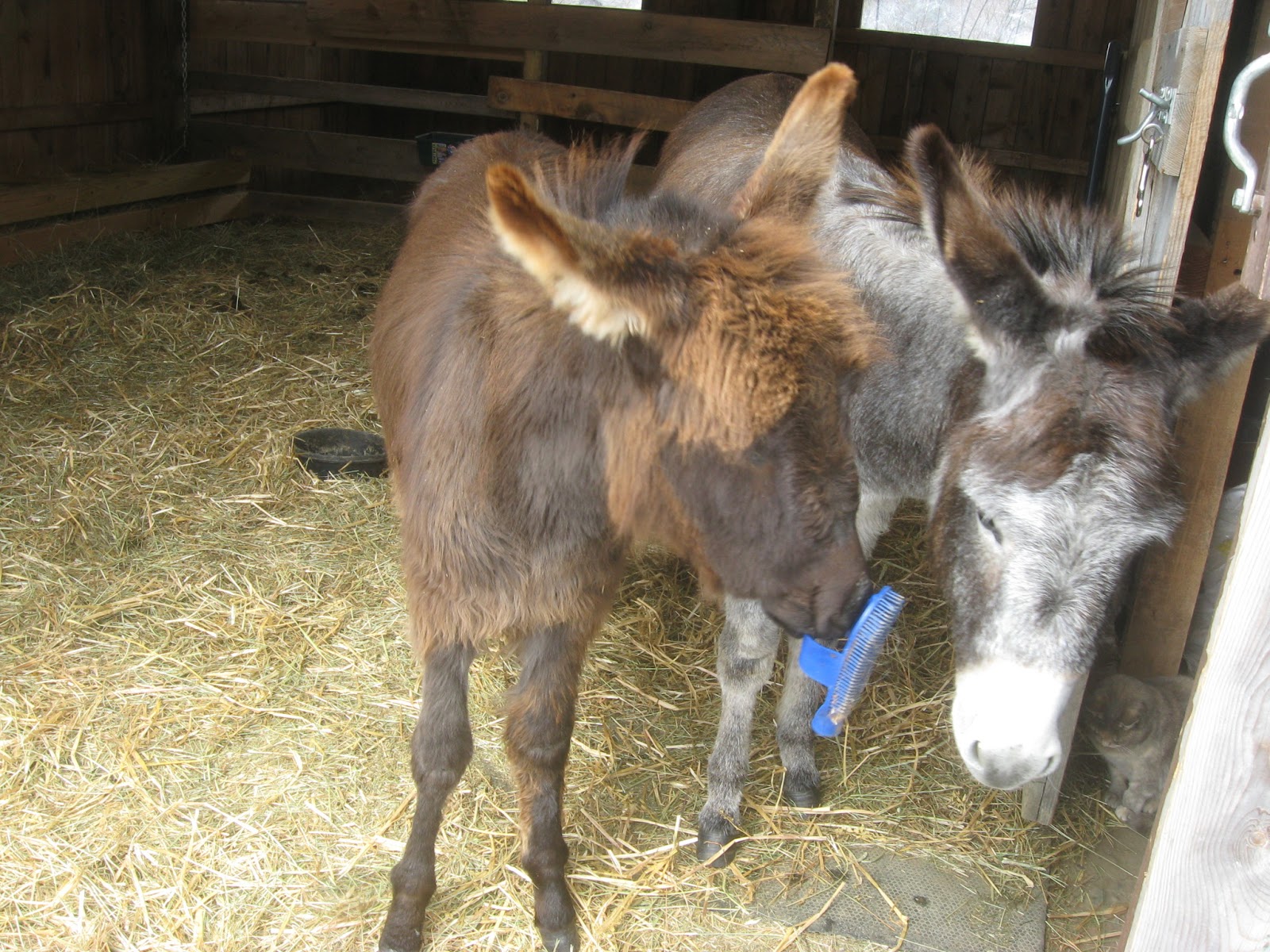 The Dancing Donkey: Proper Grooming Part 2 - Professional Help