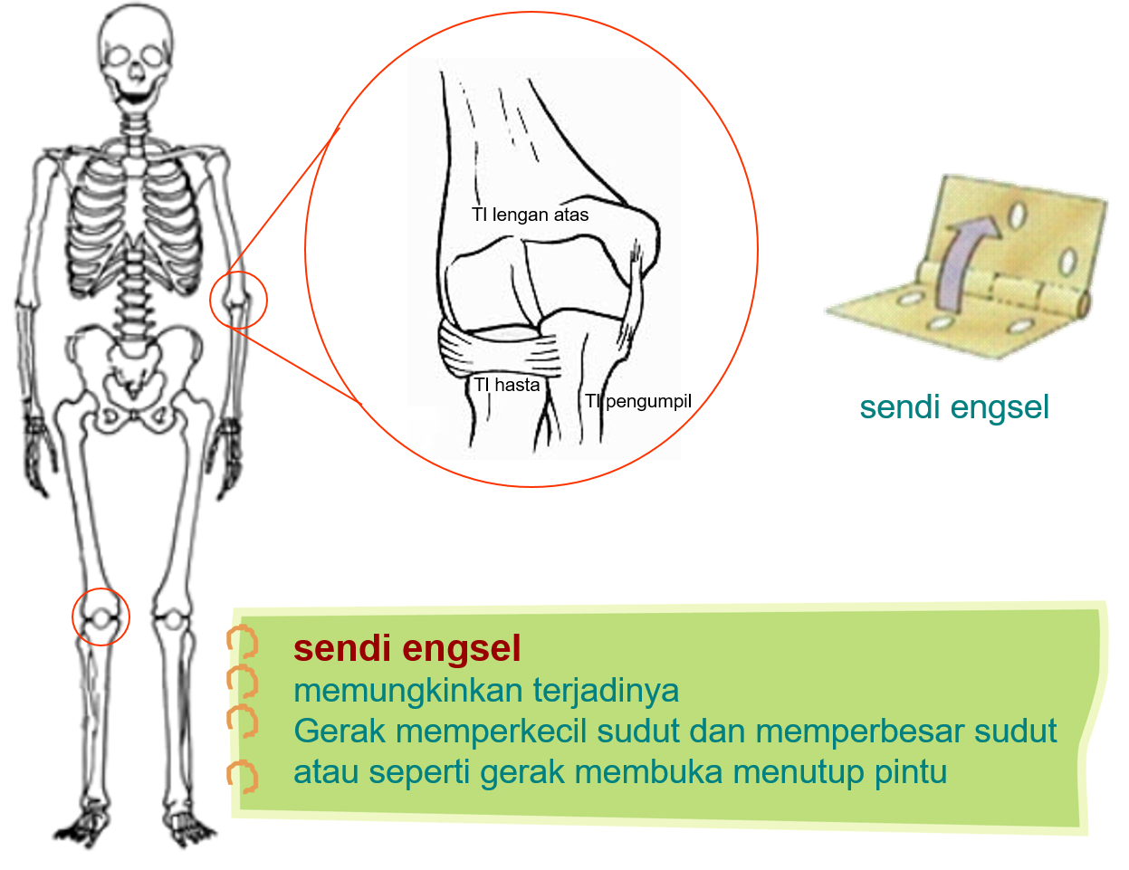 Pengertian Persendian (Artikulasi) pada Manusia - Belajar Kuyy