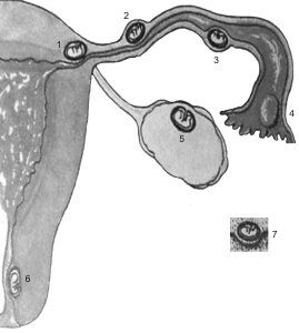 EMBRIOLOGIA: CAPITULO IV