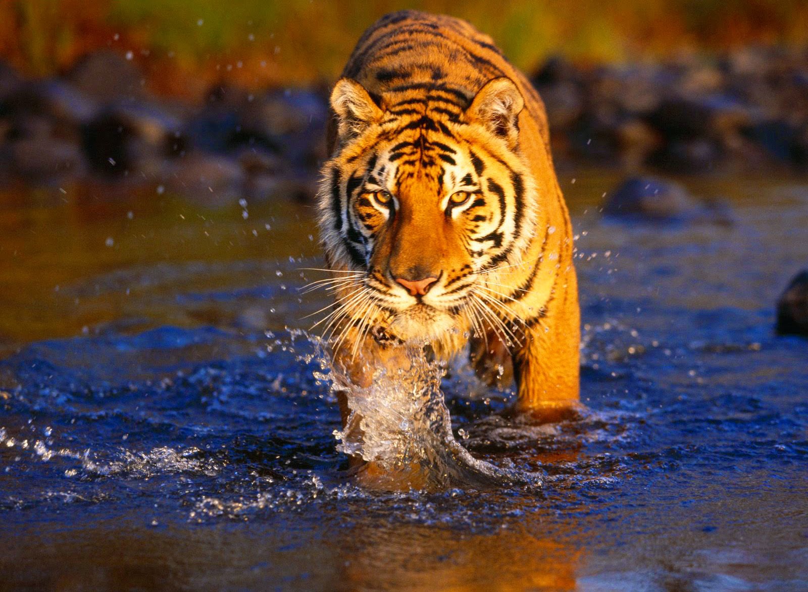 Incredible India: National Symbols Of India And Their Meaning