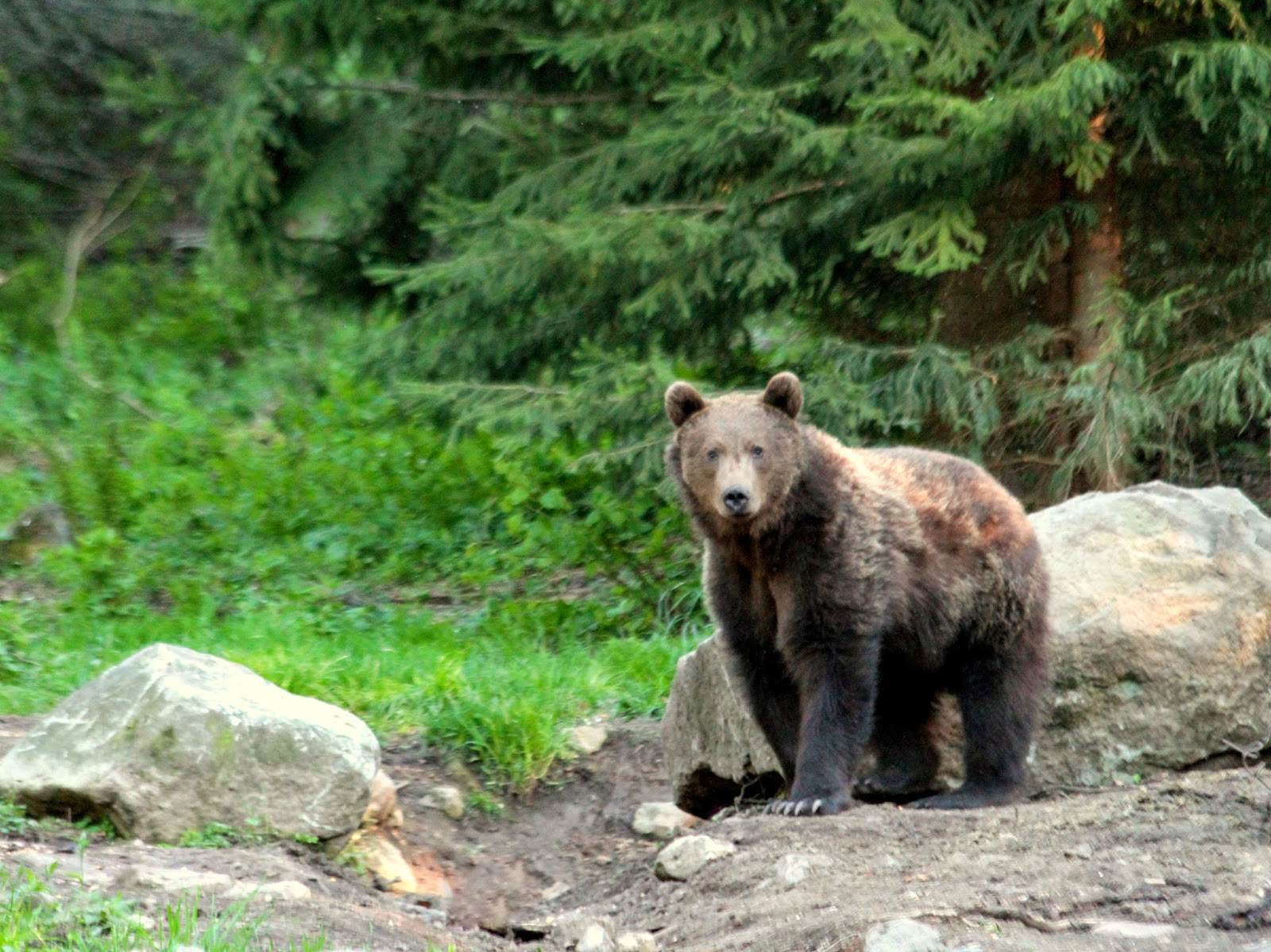 béel photo: A barna medve (Ursus arctos)