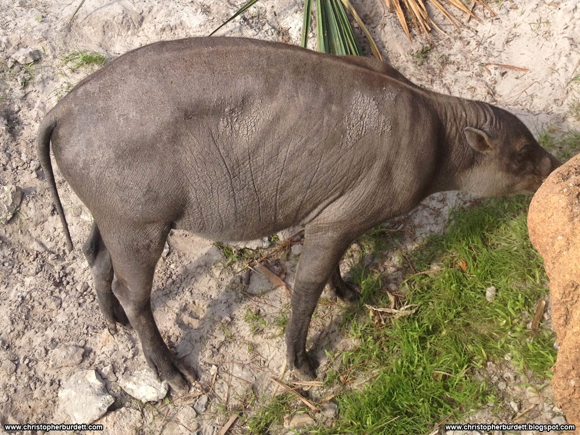 The DOODLES, DESIGNS, and aRT of CHRISTOPHER BURDETT: Babirusa Pigs for ...