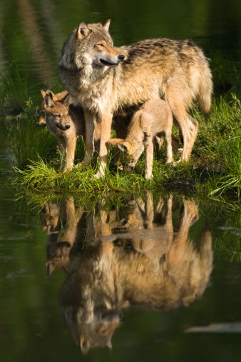 White Wolf : Wolf Hunting in the U.S. to begin in September, 2011