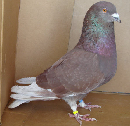 Peter | Rase-de-Porumbei-ro