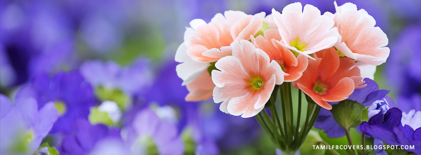 My India FB Covers: Sweet pink flower - Flower FB Cover