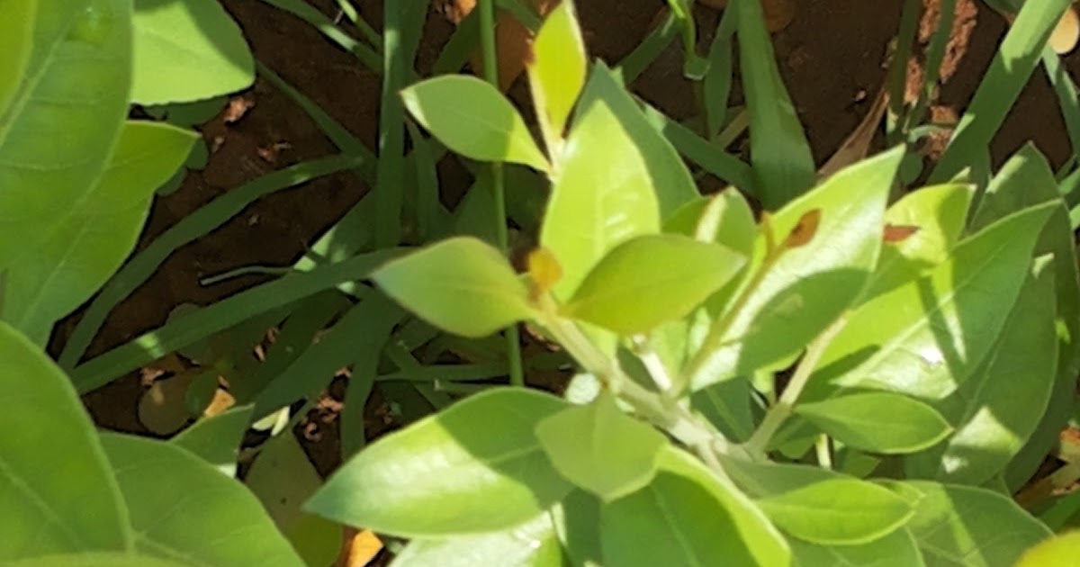 Suloshomegarden: MARUTHANI/HENNA/MEHANDI