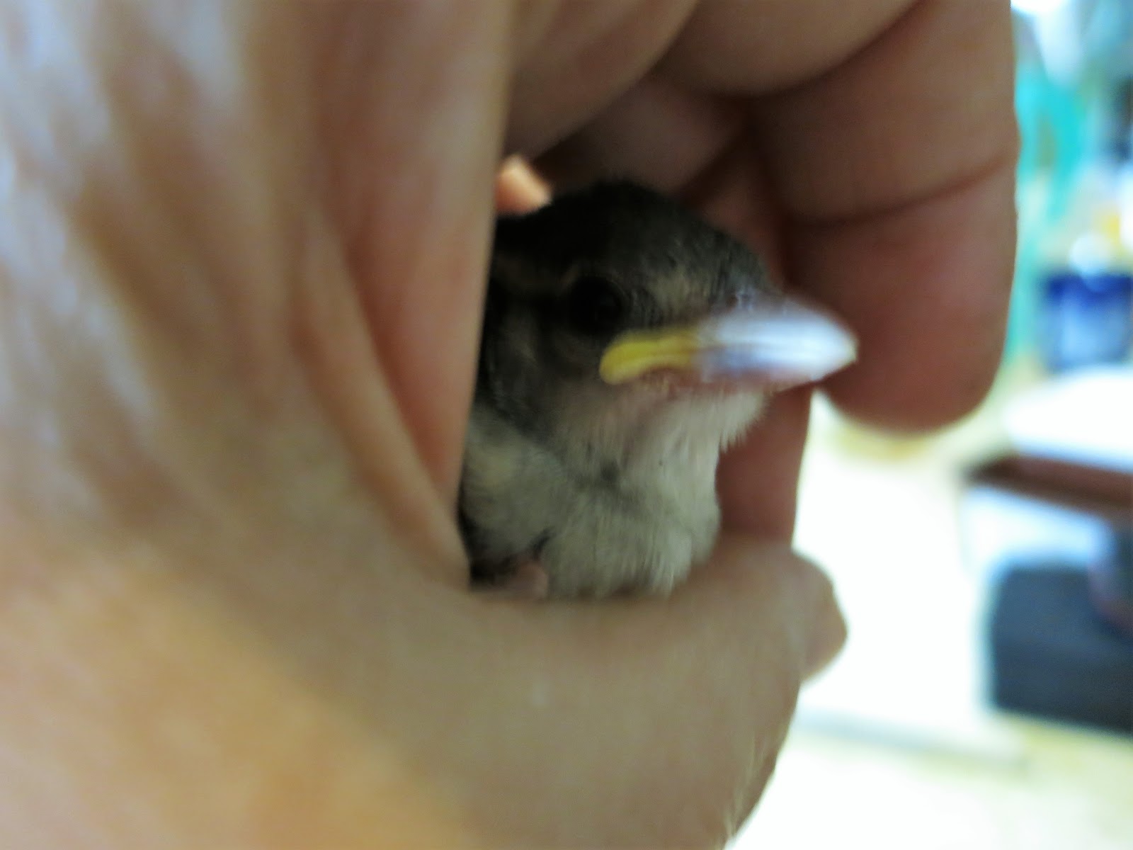 Selbstversorgung für Genießer: Spatzenbaby aufziehen