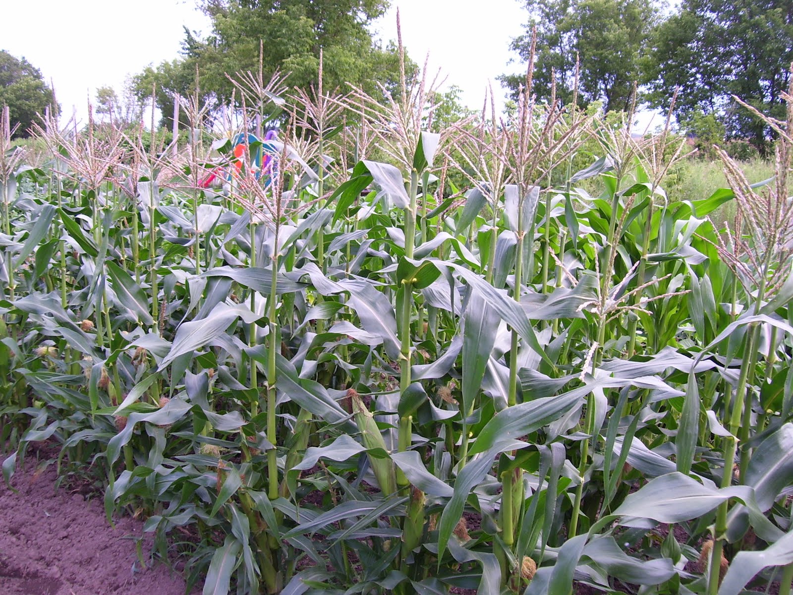 Talking to Plants: Postcard from the Family Garden