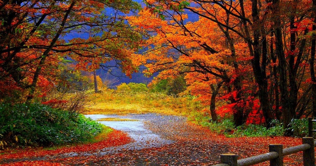 INTERESTING FACTS ABOUT MAPLE TREE / Acer Tree 09/11/2018 - Hidden ...