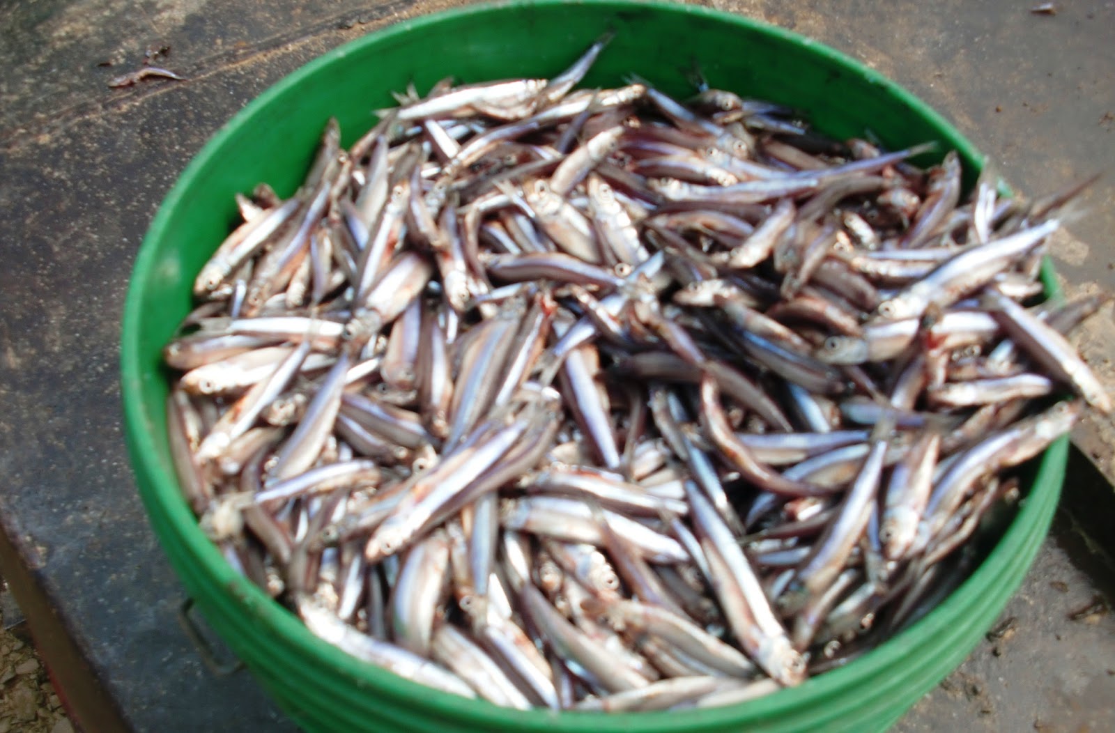 Rural and Urban: LEKATUTIGITE: MIGEBUKA NA DAGAA WASAFI INAIPAMBA KIGOMA