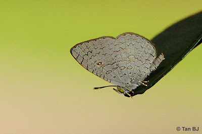Butterflies of Singapore: Butterfly of the Month - October 2011