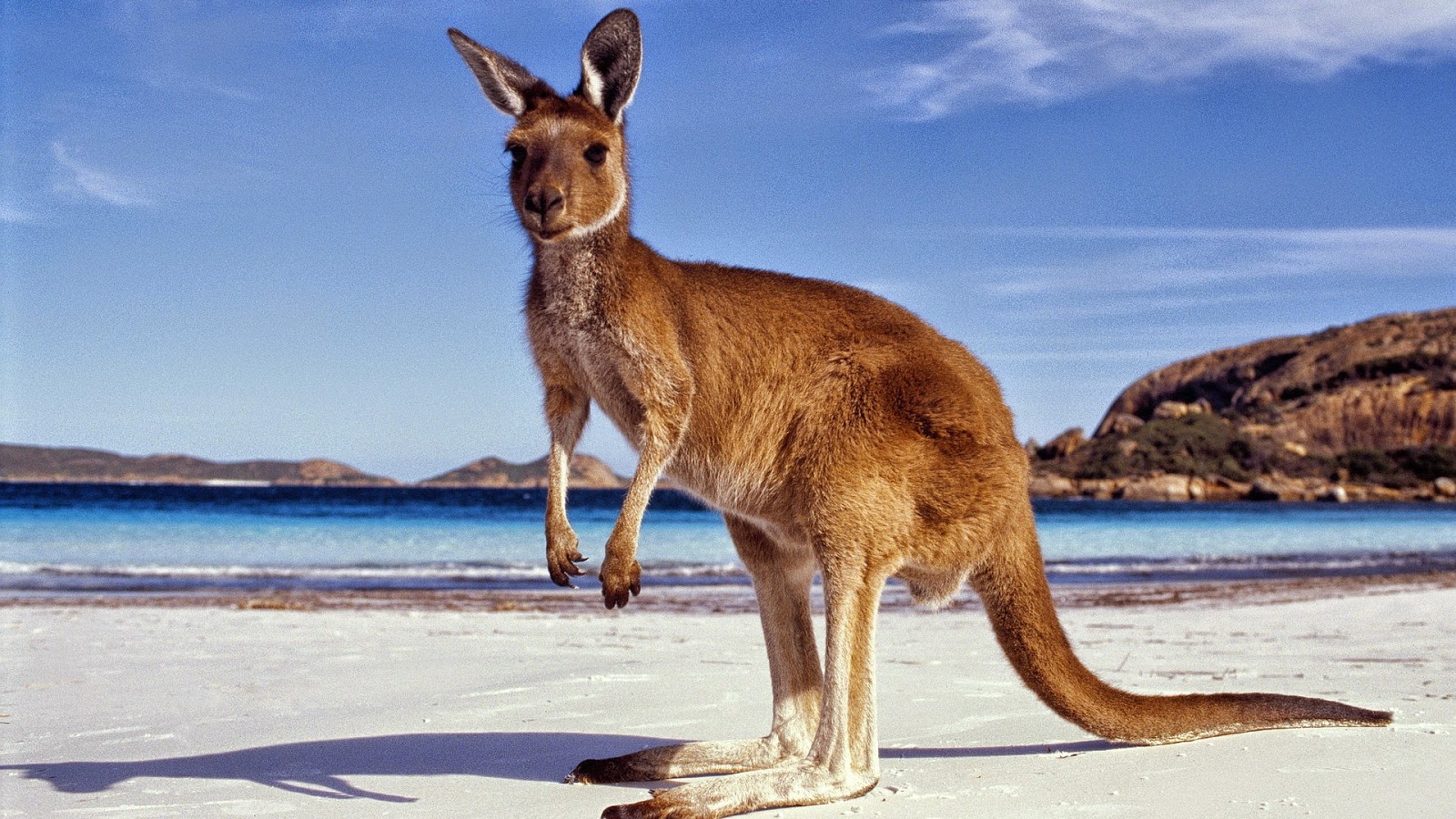 Kangaroo - HD Wallpapers | Earth Blog