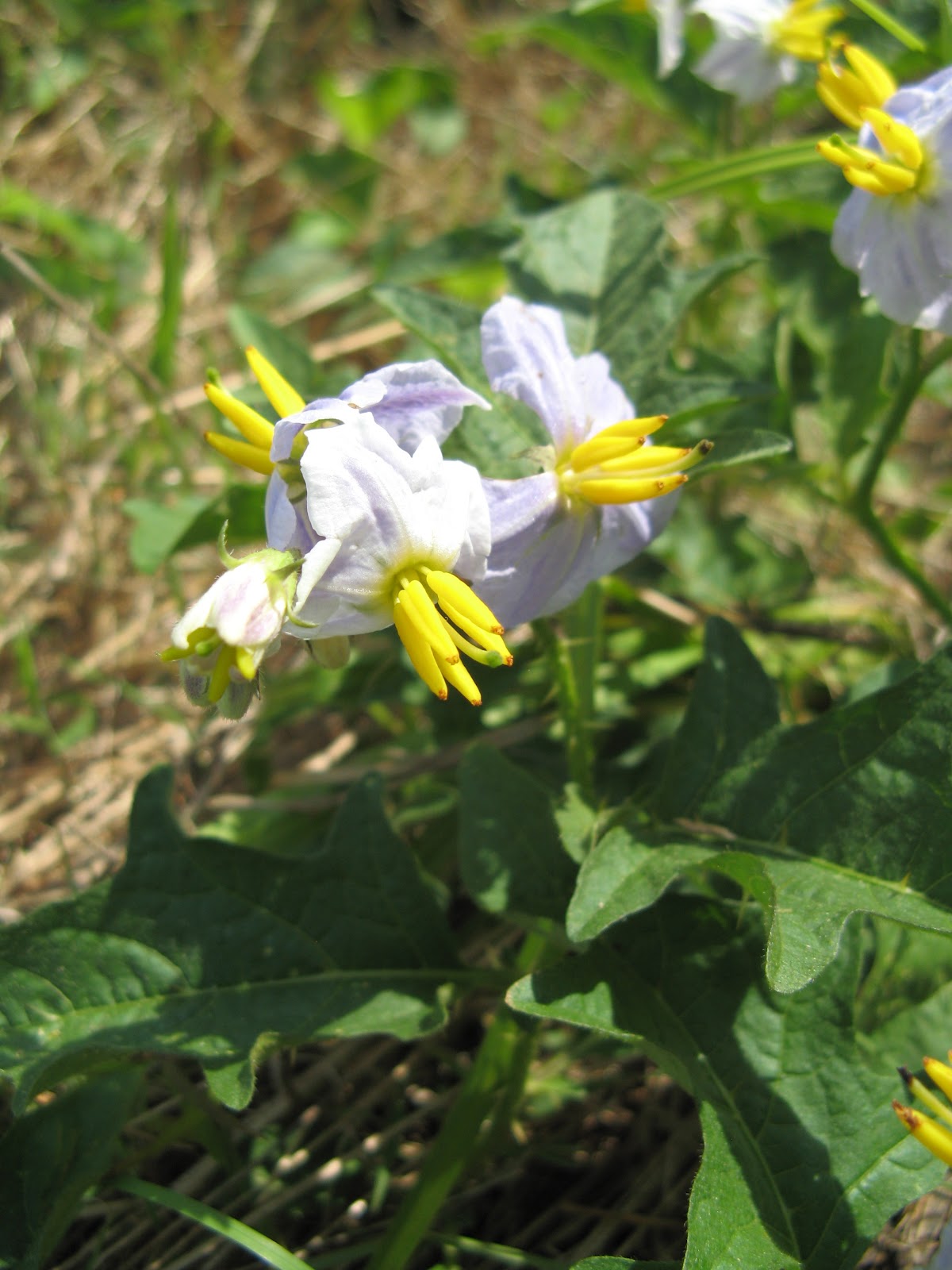 Patscience: Turnip patch planted and Wildflower Pictures!