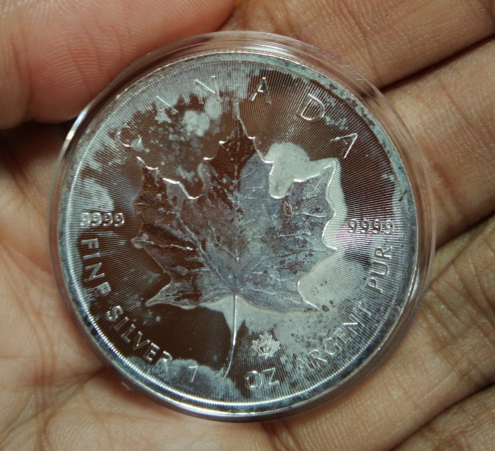 Ovis Gmelini: Koin Perak dan Milk Spots