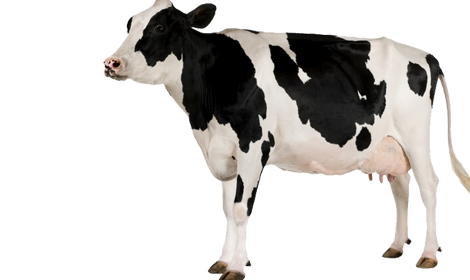 Zona Belajar: Perkembangbiakan Hewan