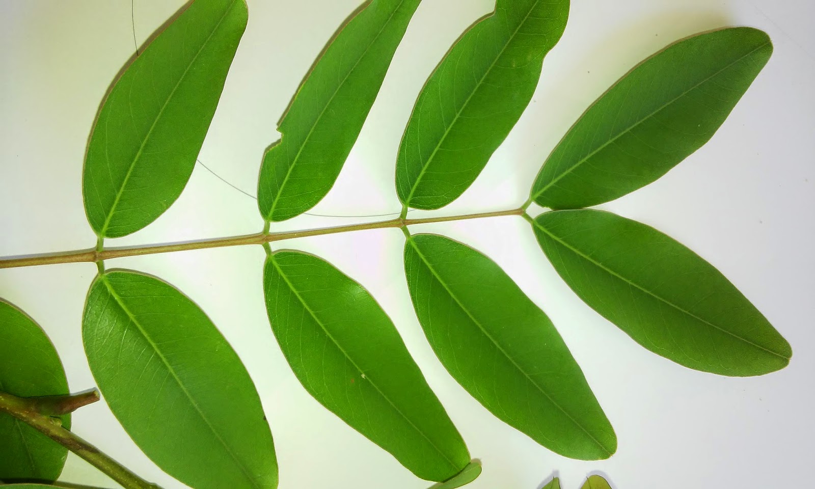 Biologia e Sistemática das Plantas Vasculares