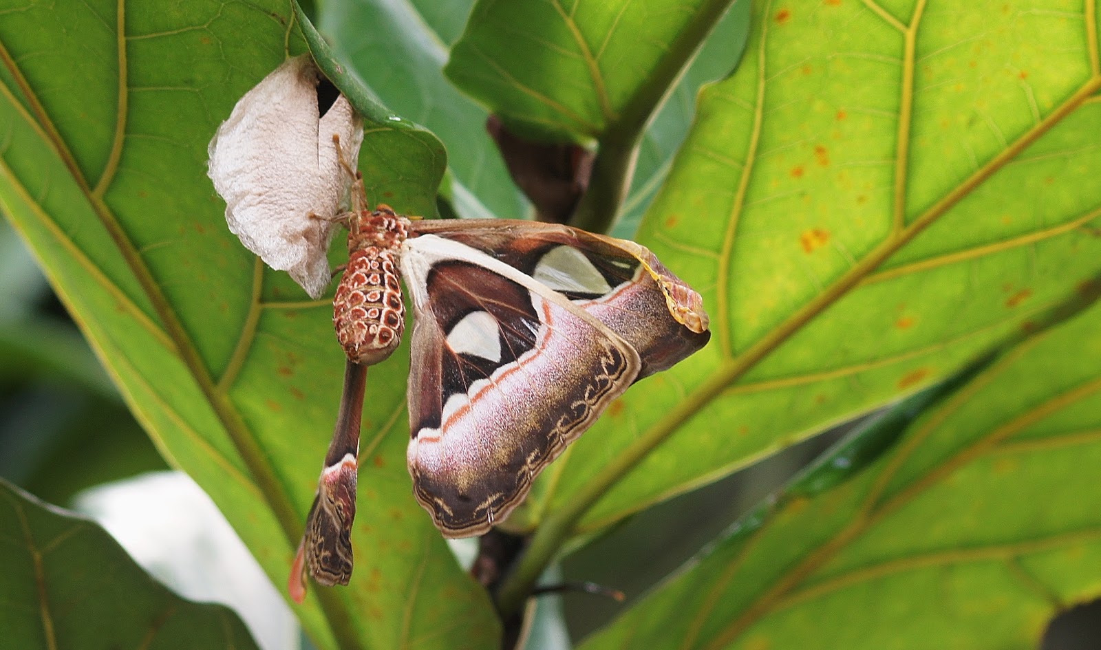 AMSTERDAMSE WATERLEIDINGDUINEN AWD: Tropische Vlinders