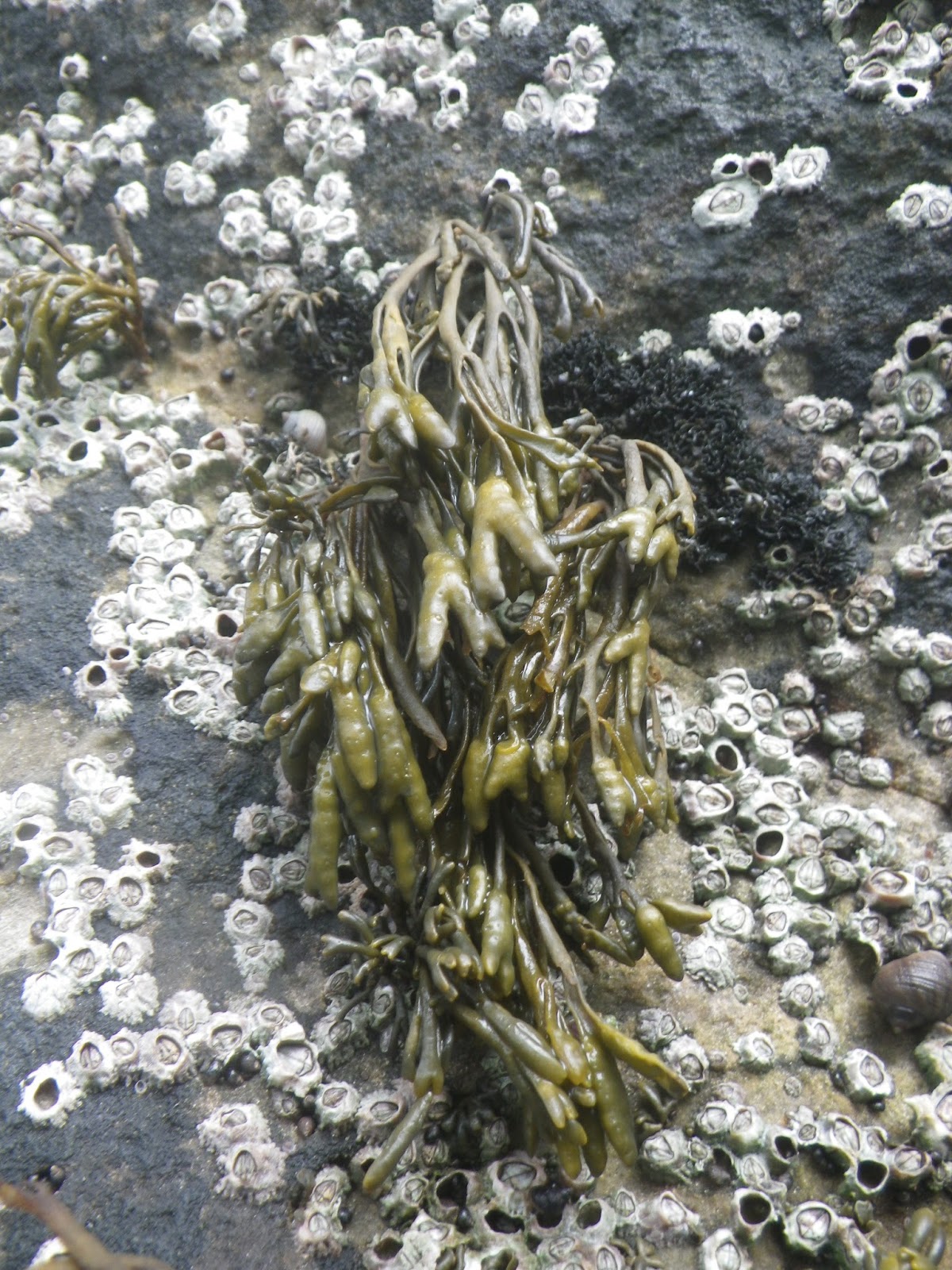 Rock Pooling: Rock pooling destination: Bay of Laig, Eigg May 2013