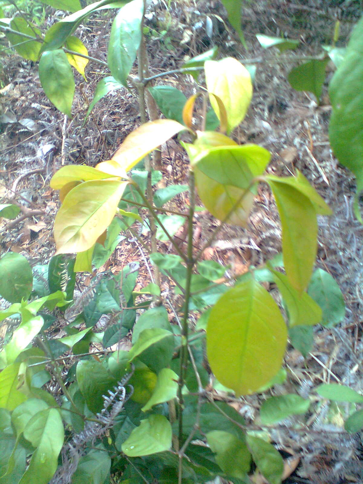 ALAM TUMBUHAN: SAYUR BAGU