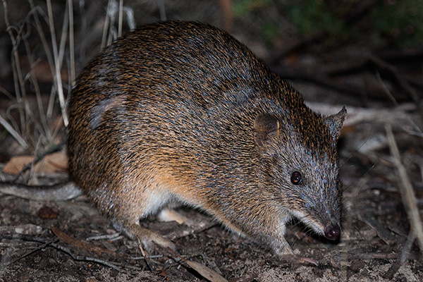 Bandicoot | The Life of Animals