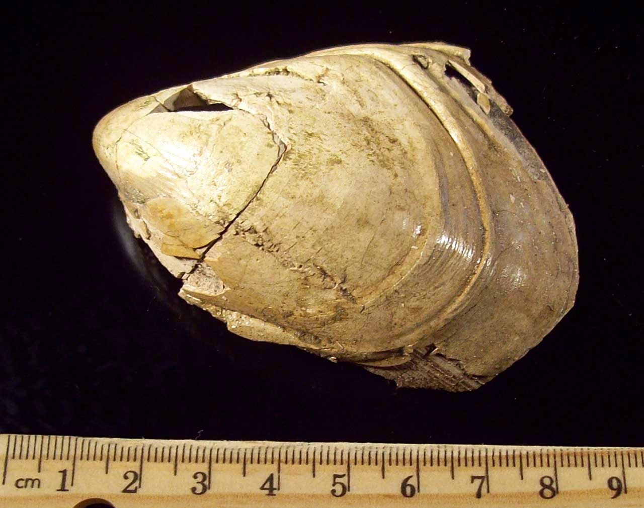 Louisville Fossils and Beyond: 09/01/2014 - 10/01/2014