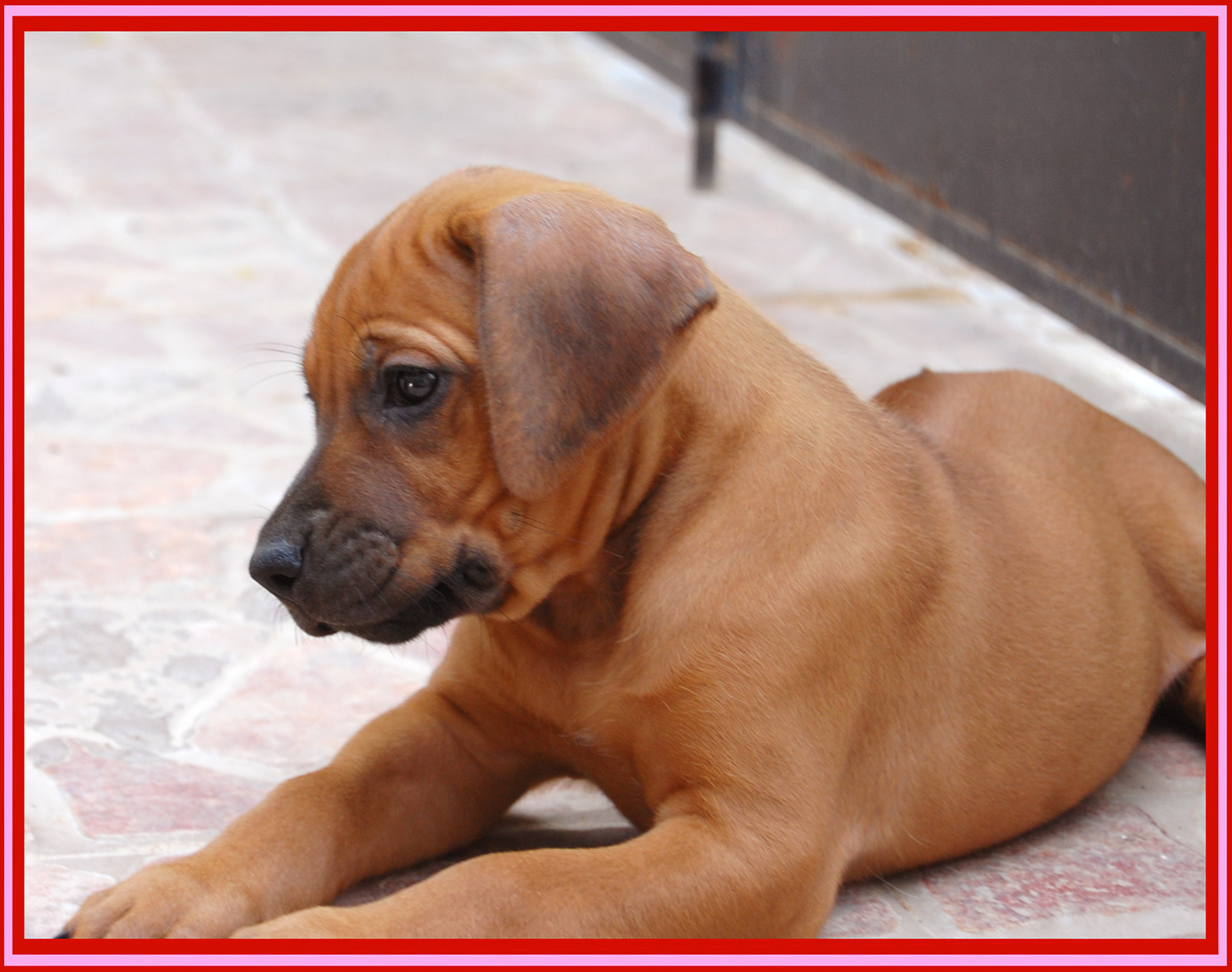 Rhodesian Ridgeback y Vizsla (Braco Húngaro) Criadores España ...