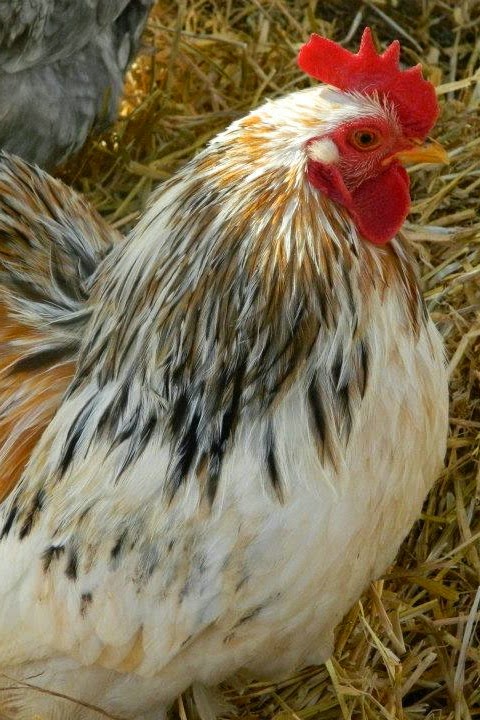 The Pioneer Girl Diaries : Introduction Of My Flock