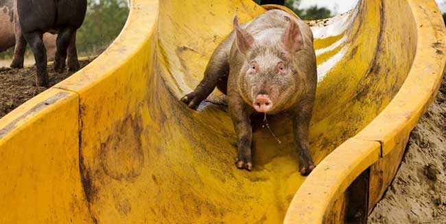 Nothing To Do With Arbroath: Dutch pig farmer installs mud slide for ...