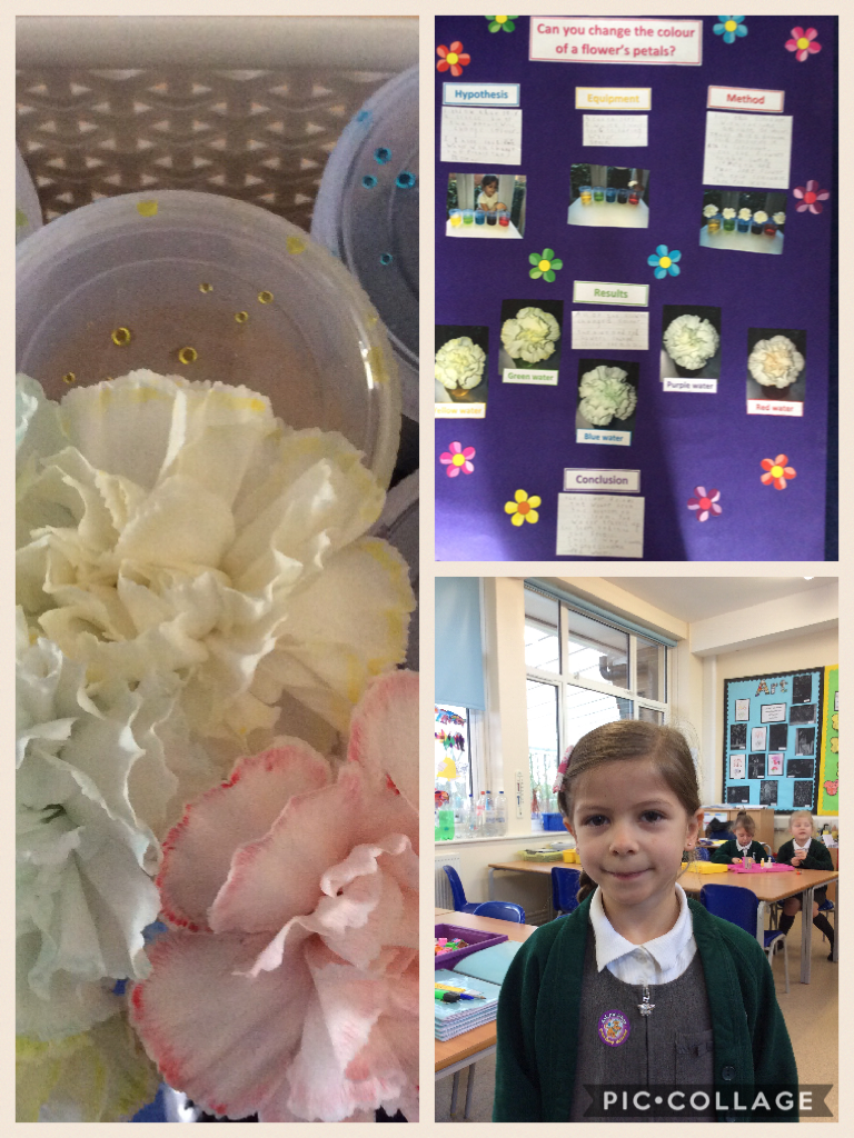 Mead Primary: Science Challenge