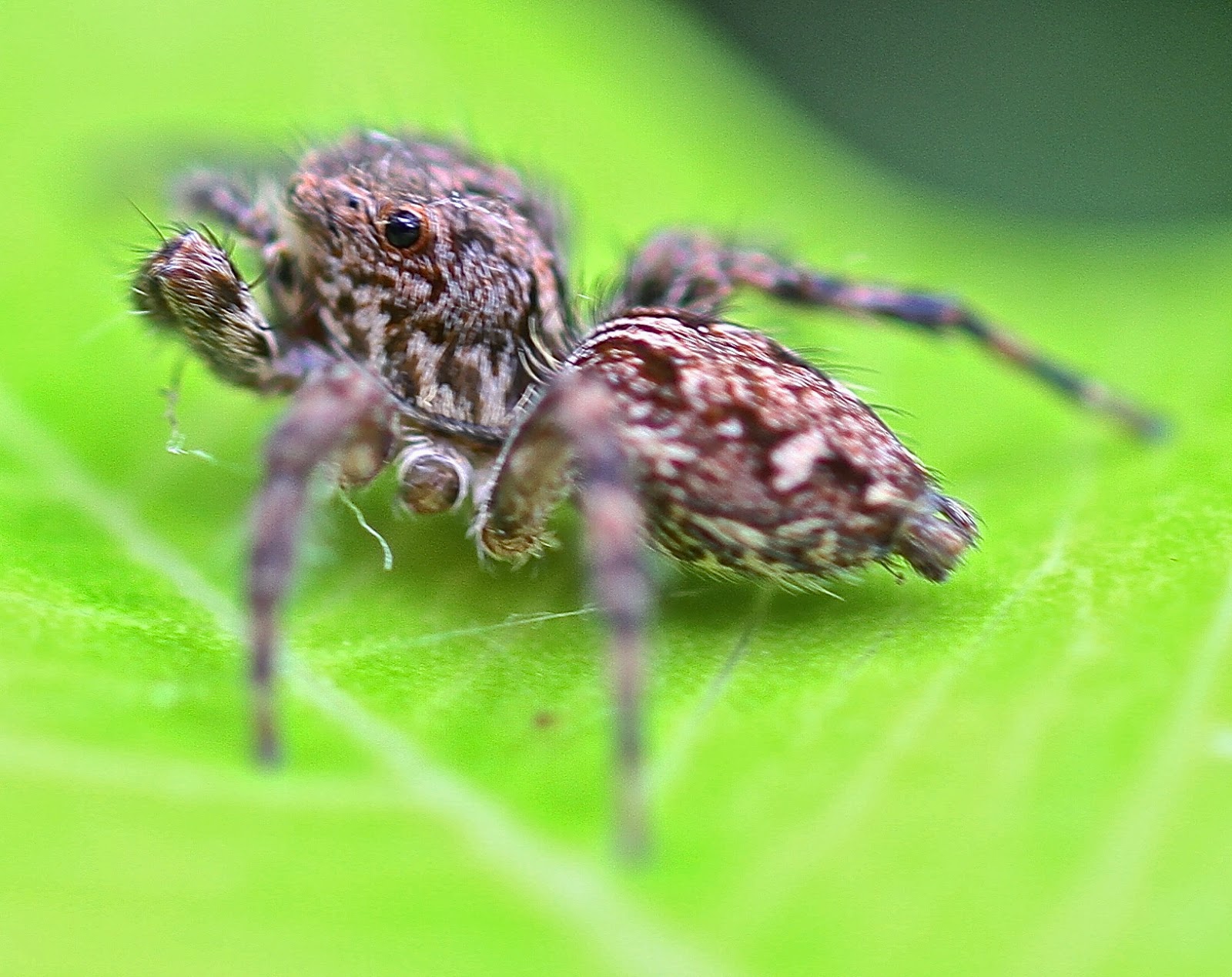 News from Coquette Point