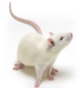 Tikus Putih (Mencit dan Rat) | Belajar Mengenal Varanus