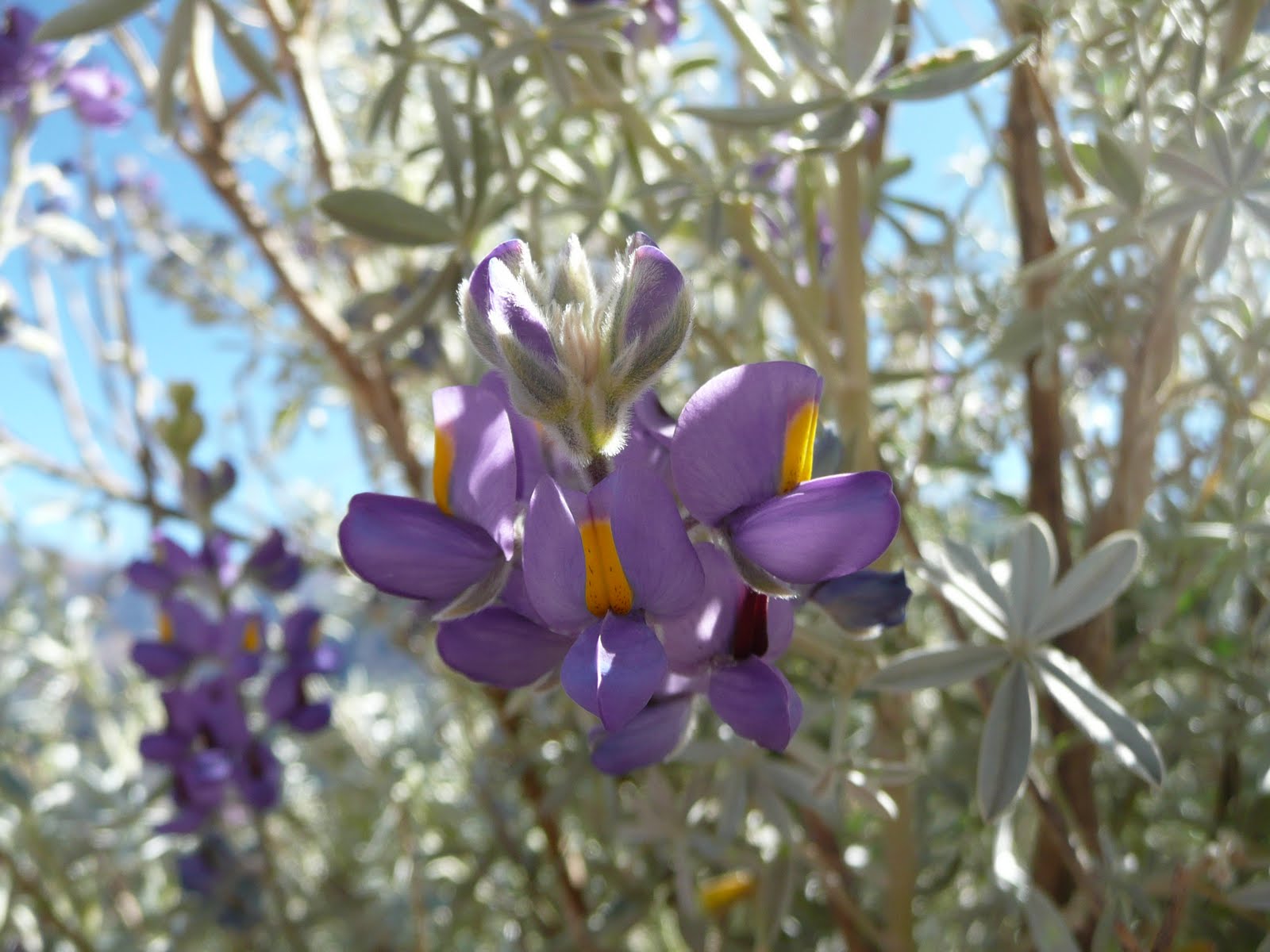 Cáctus y plantas de María: Plantas que vi en Perú