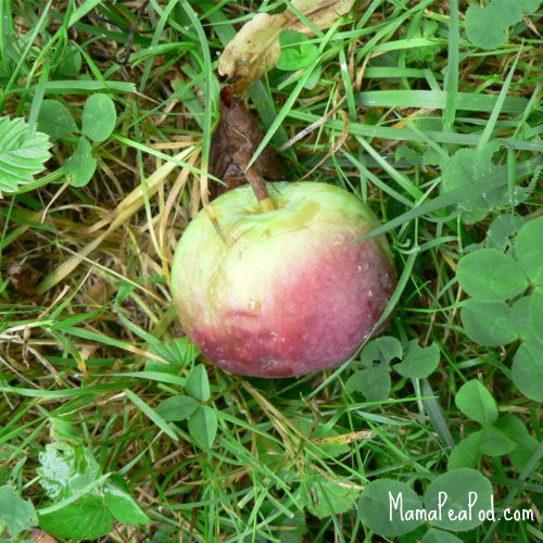 Mama Pea Pod: {Through the Magnifying Glass}