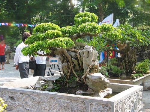 Cách tạo dáng cây sanh đẹp | Kỹ thuật nuôi trồng.com