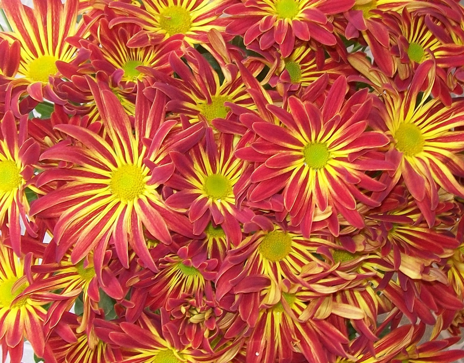 terraviva: Crisântemo