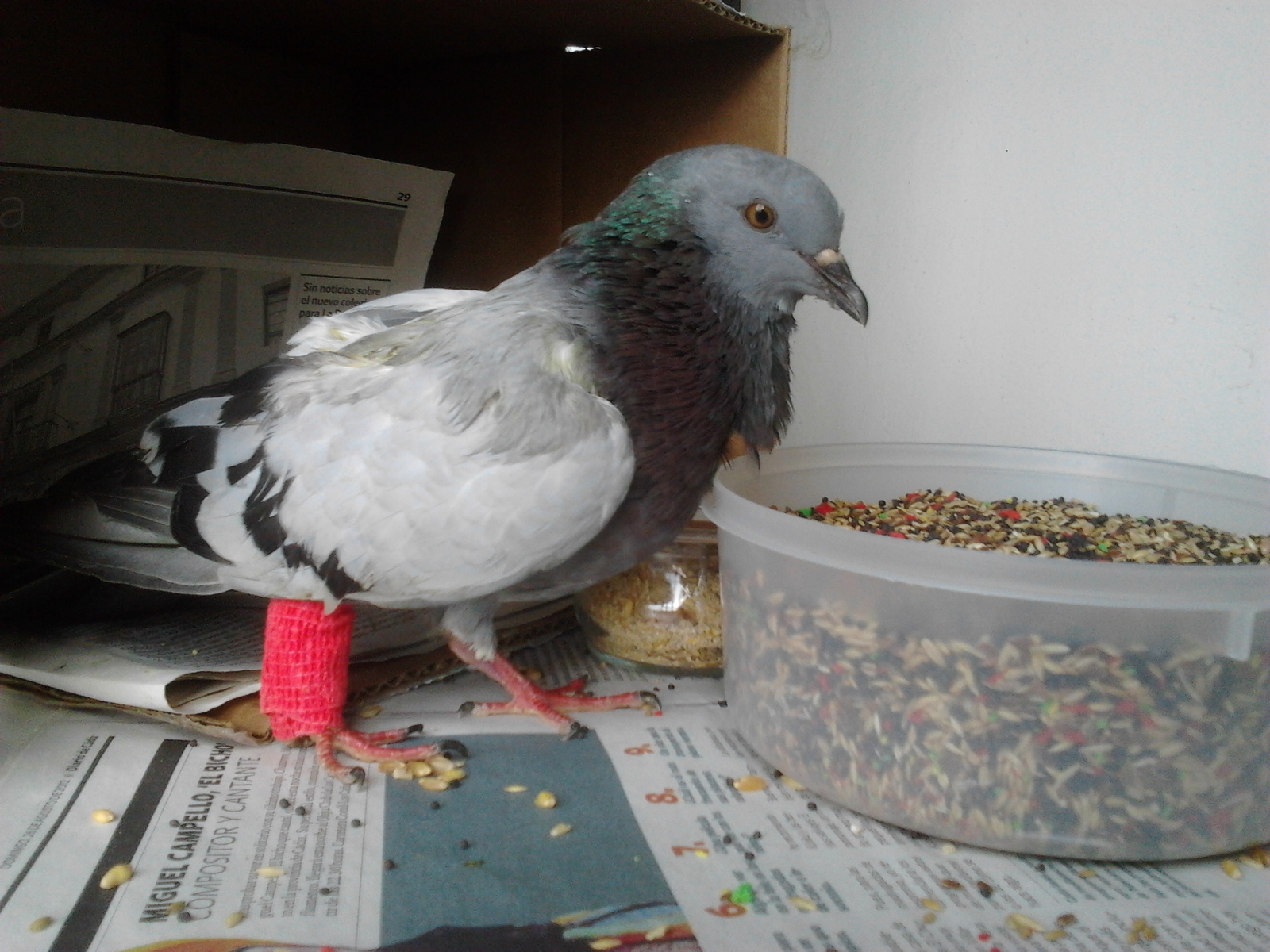 Mis amigas las palomas: Pata rota