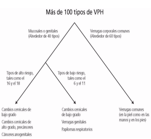 Clases de Medicina: VIRUS DEL PAPILOMA HUMANO (VPH)