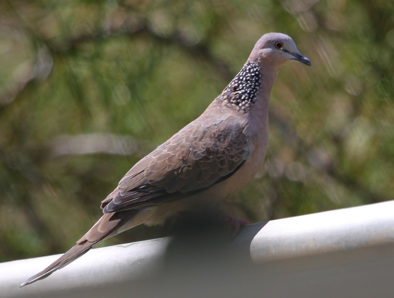 Richard Waring's Birds of Australia: Photos of Birds in the Backyard