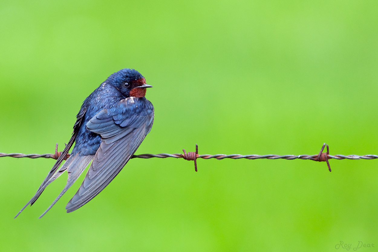 Foto's: Boerenzwaluw