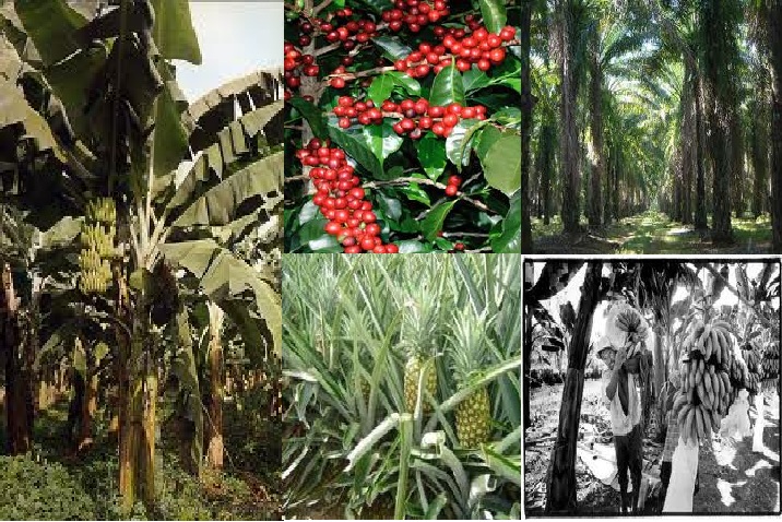 Guía académica: Economía y desarrollo de la Región Brunca