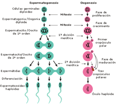BIOLOGÍA: DIFERENCIA ENTRE ESPERMATOGÉNESIS Y OVOGÉNESIS