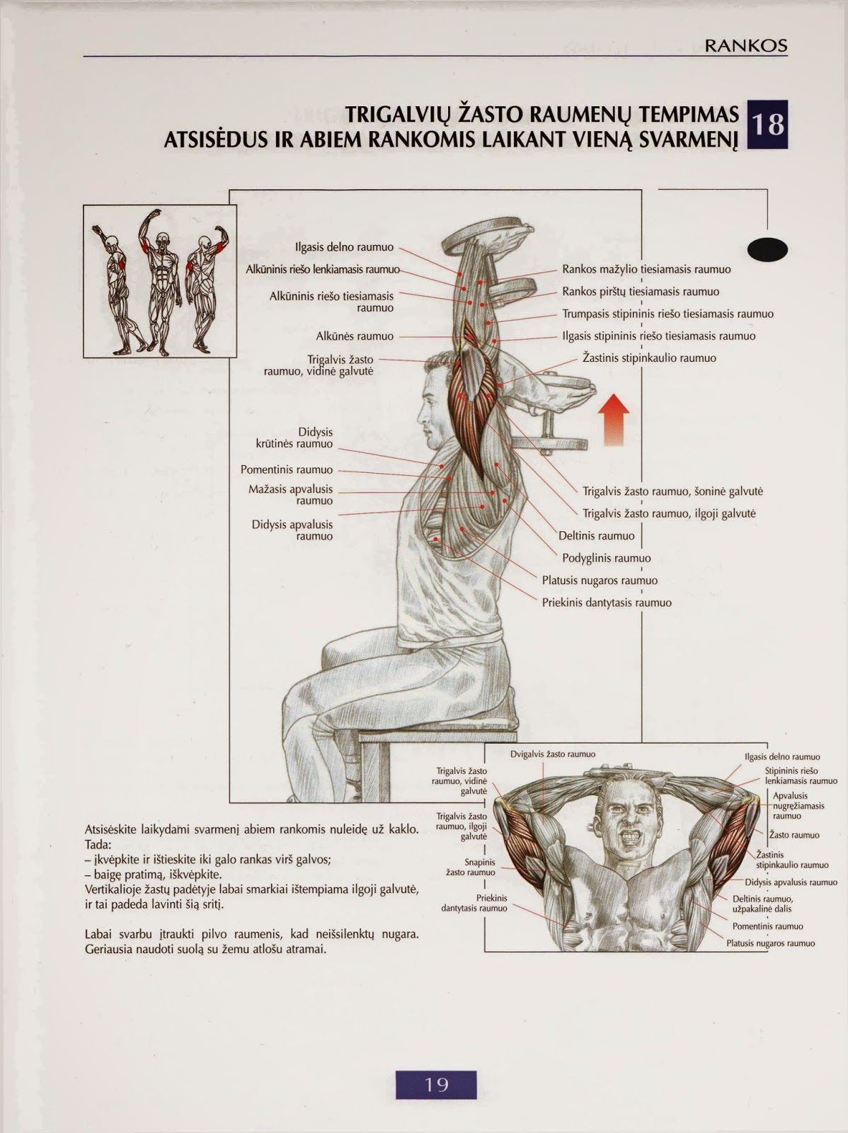 Pratimai raumenims: Rankos