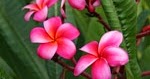 The Ceylon Times: Red araliya flower - Plumeria in sri lanka