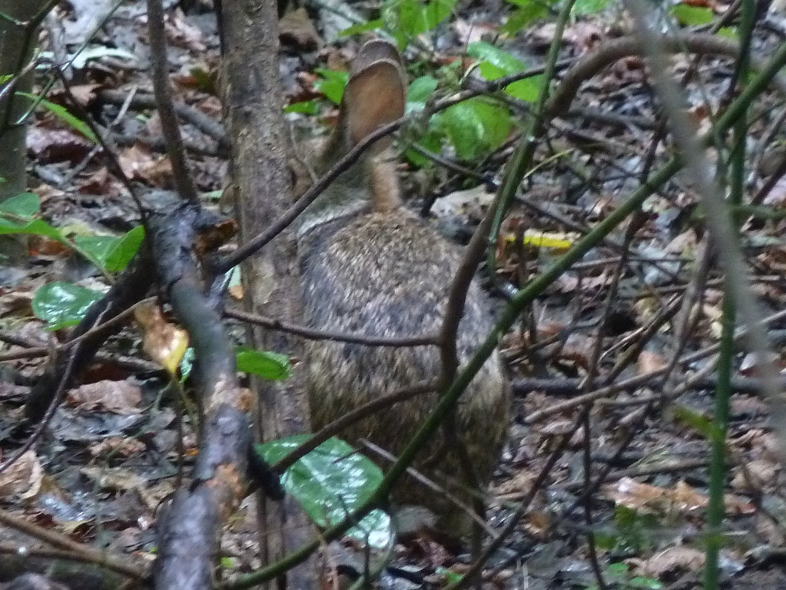 Springfield Plateau: Swamp Rabbit