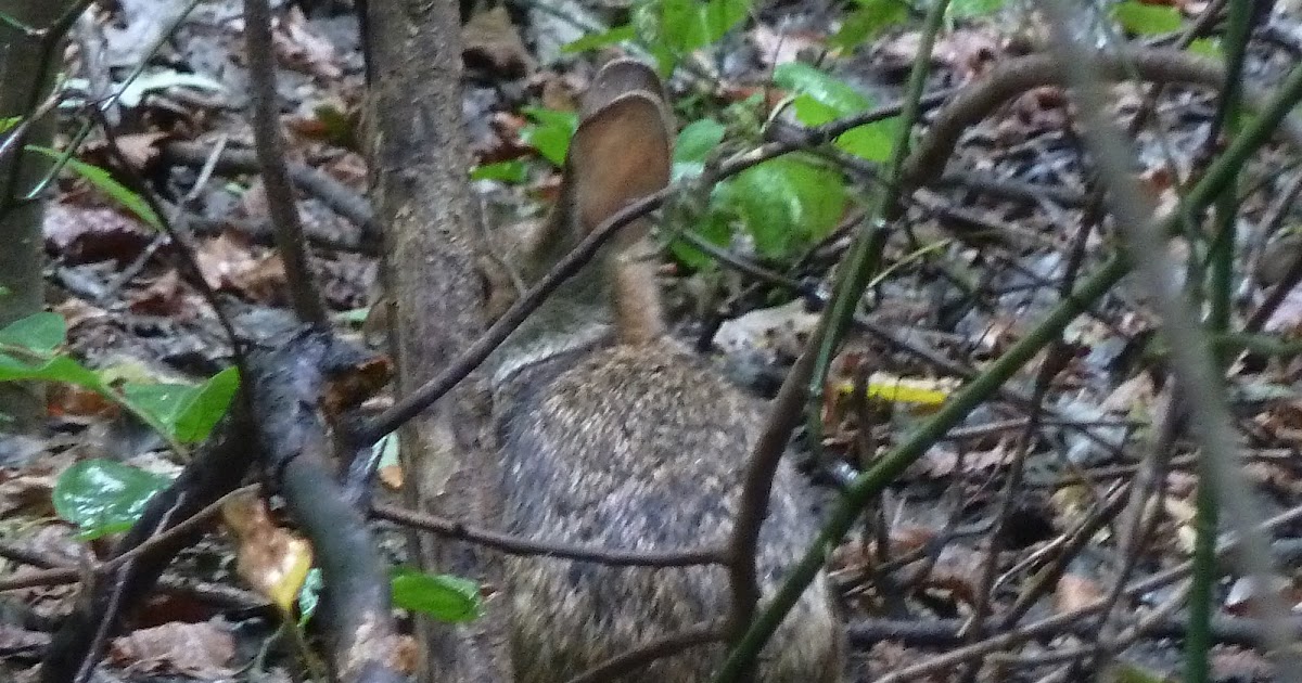 Springfield Plateau: Swamp Rabbit